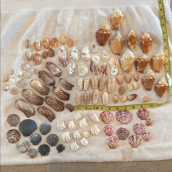 Accents | Assorted Seashell Collection Sanibel Island Mix Of 10 Sea Shells | Poshmark